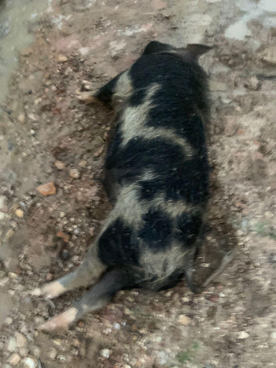 Group Profile - Uhunt